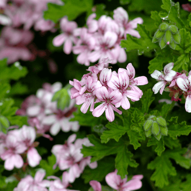 Vegan Geranium Lip Balm | Natural & Nourishing | Natural Approach ...